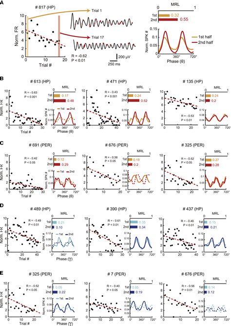 Rhythmic Pruning Of Perceptual Noise For Object Representation In The Hippocampus And Perirhinal