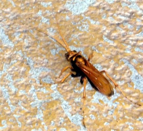 Sydney Exponential Killer Wasps And Zombie Spiders
