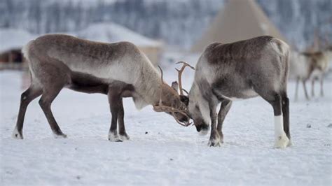Reindeer Sparring Locking Antlers In Snowy Winter Scene Nature Stock