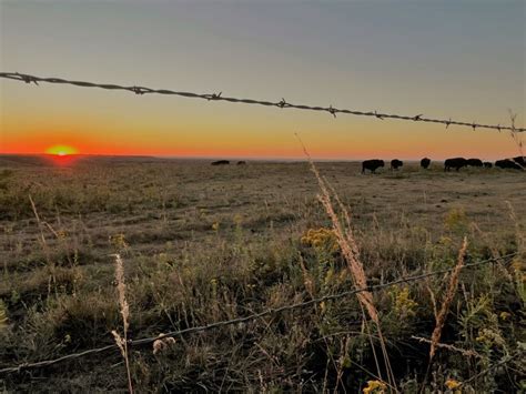 Casee Eisele On Linkedin Flinthills Tallgrassprairie