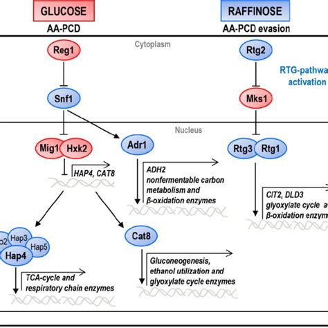 Ccr And Rtg Pathway Network Schematic Overview Of The Ccr And Rtg