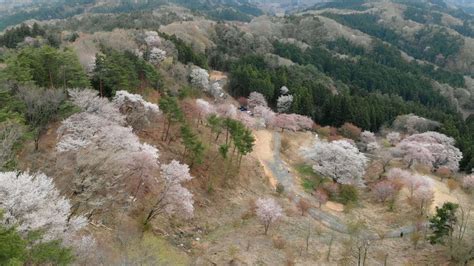 おいでよ茨城 沓掛峠の山桜 大子町 YouTube