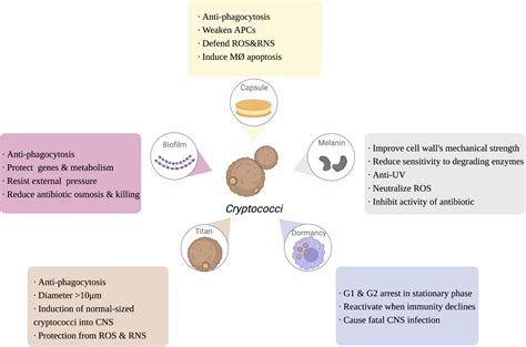 Frontiers Cryptococcus Escapes Host Immunity What Do We Know