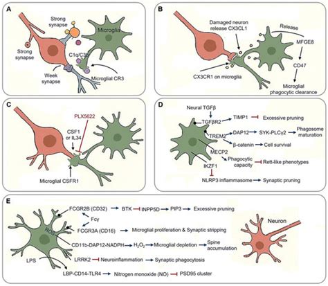 Balancing Microglial Density And Activation In Central Nervous System