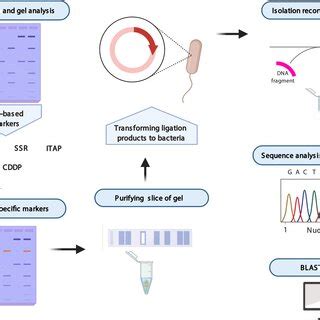Schematic Showing The Stepwise Processes In Developing Sex Specific Download Scientific Diagram