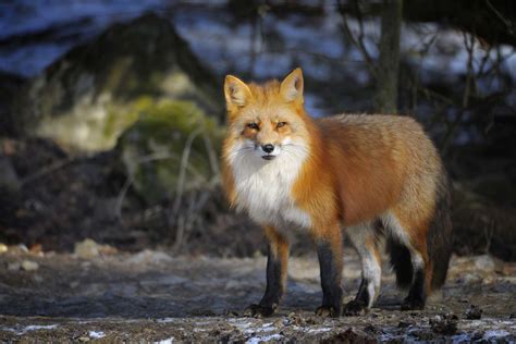 Red Fox Habitat