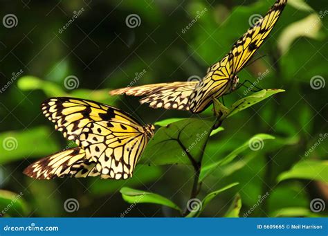 Tree Nymph Butterfly Stock Photography CartoonDealer Com 24224840