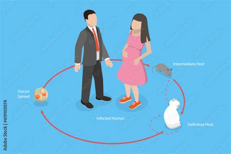 3d Isometric Flat Vector Conceptual Illustration Of Lifecycle Of