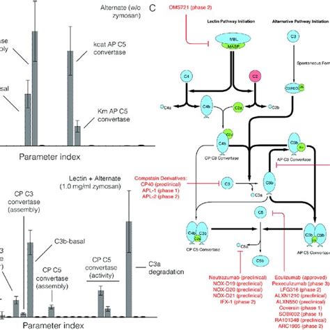 Simplified Schematic Of The Human Complement System The Complement