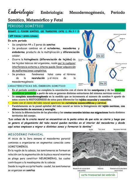 Embriología Mesodermogénesis Periodo Somítico Metamórfico Y Fetal Maite Fernanda Udocz