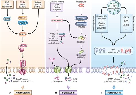 受调节的坏死，促炎性细胞死亡，可能抵消病原体感染 Cell Death And Disease X Mol