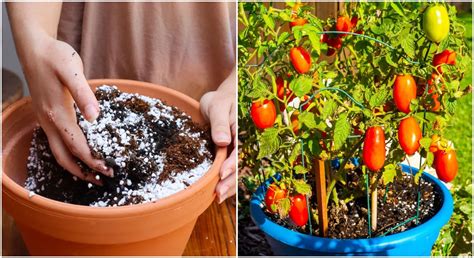 What Is The Best Soil For Tomatoes Greenthumbsguide