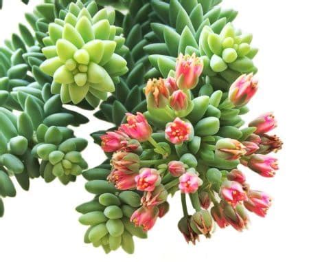 15 Stunning Succulent Flowers Youve Probably Never Seen Before