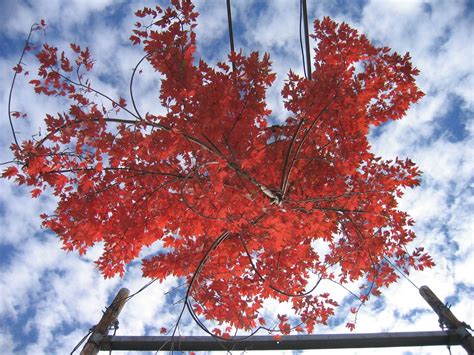 Mass Moca Upside Down Maple Trees