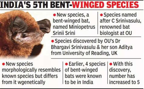 Ou Scientist Son Discover New Bat Species Hyderabad News Times Of India
