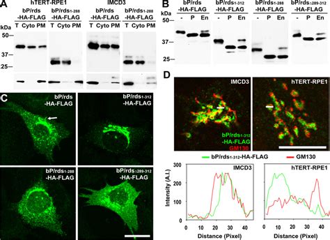 Unconventional Cilia Targeting Of Prds In Imcd3 Cells A Unconventional Cilia Targeting Of Prds In Imcd3 Cells A