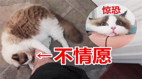 女朋友不在家猛男居然对猫咪做这种事 YouTube