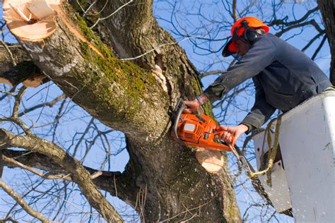 Difference Between Tree Pruning And Tree Trimming Clear View Tree Services
