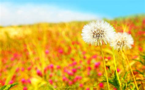 Widescreen Summer Wallpapers Wallpaper Cave