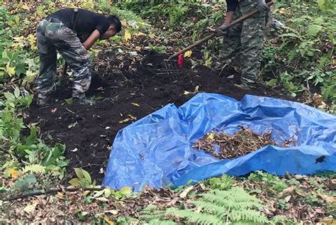 Growing Ginseng Picking Planting Caring Harvesting And Transplanting Amaze Vege Garden