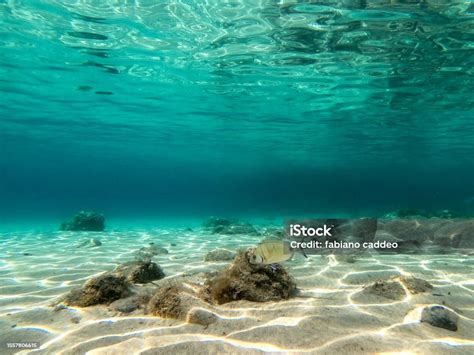 지중해의 배경을 위한 수정처럼 맑은 물에서 수중 사진 수중 월드 와이드 앵글 뷰 Porto Giunco Beach
