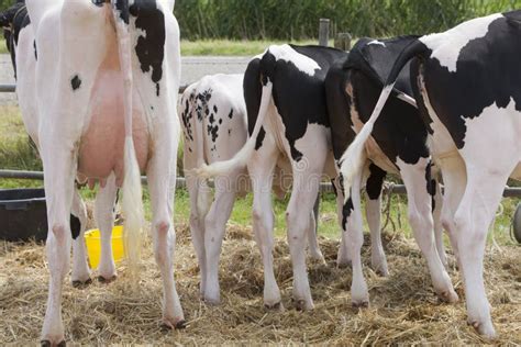 Teta Da Vaca Preto E Branco No Prado Imagem De Stock Imagem De Paste