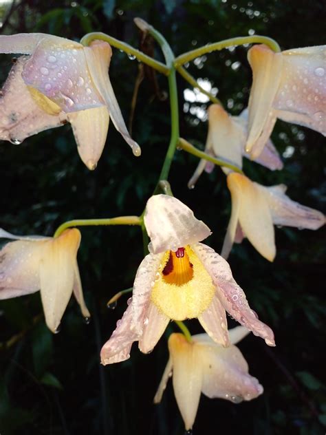 Himaya Orchid වෙසක් මල් Dendrobium Maccarthiae