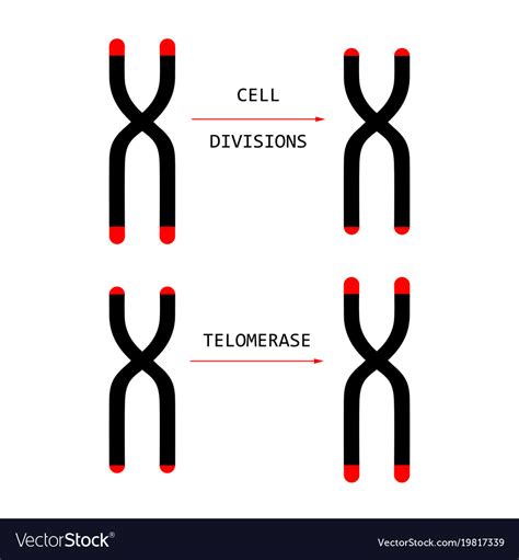 Telomere End Chromosome Royalty Free Vector Image