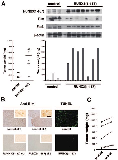 Enhancement Of Tumorigenicity Of Snu16 Cells By Repressing The