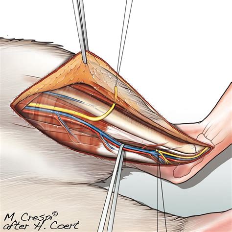 Canine Inguinal Hernia