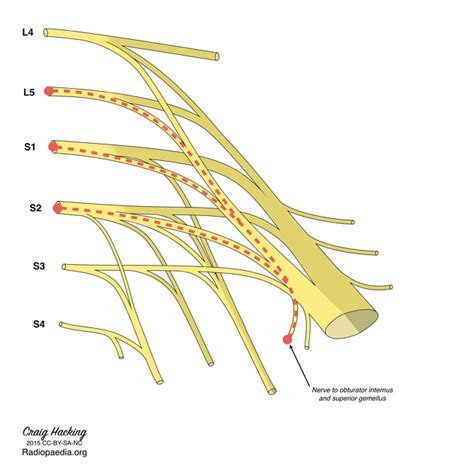 Obturator Nerve Innervation