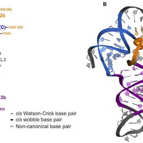 The Sars Cov 2 Frameshifting Pseudoknot Secondary Str Uct Ure From Download Scientific Diagram