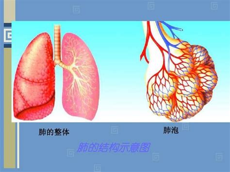 人体肺部结构图 配图网