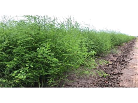 Аспержи може да се отглеждат навсякъде в България Растениевъдство Български Фермер