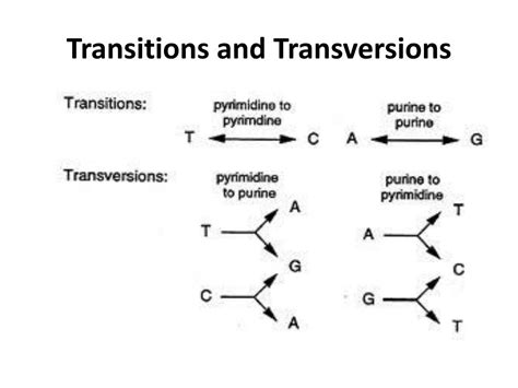 Ppt Mutagenesis And Mutations Overview Of Genetic Disease Powerpoint Presentation Id 2505949