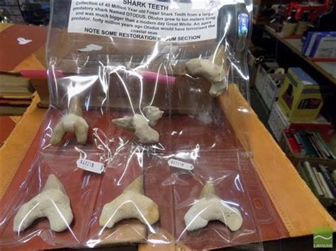 Lot Fossil Shark Teeth