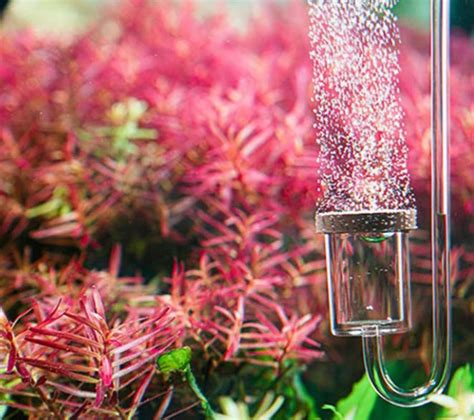 Co2 Diffusers Aquamarket Uae