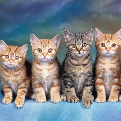 猫品种百科 猫的品种 猫的品种图 第3页 大山谷图库