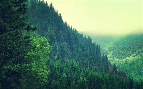 Mountain Forest Wallpapers Wallpaper Cave