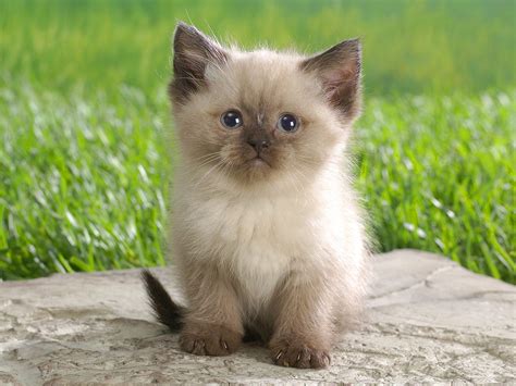 18 Cute Cat Pictures And Cat Wallpapers Because Cats Are Cool