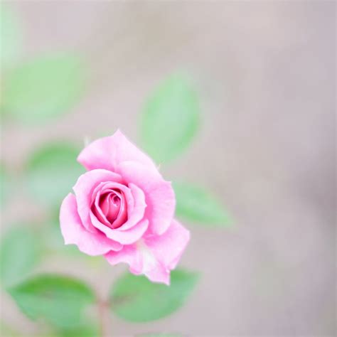 2022 10 03 Rose Collection 2022 13 GANREF