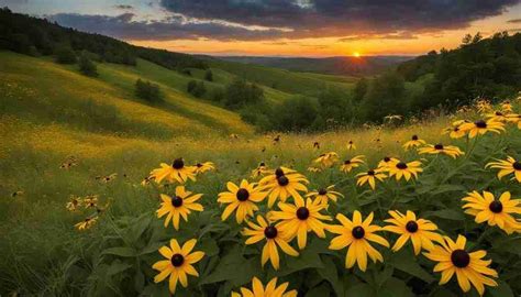 Maryland State Flower Black Eyed Susan Meaning And Symbolism