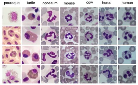 Neutrophils Eosinophils And Basophils Are Alike In That They