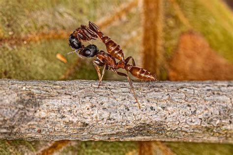 Premium Photo Adult Female Twig Ant Carrying Another Ant Of The Same Species