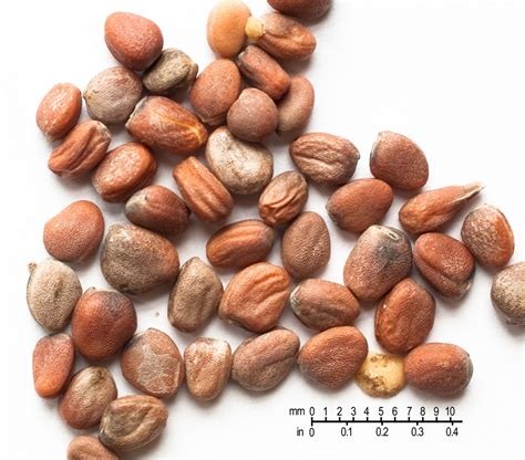 Raphanus Raphanistrum Subsp Sativus Daikon Daikons Forage Radish