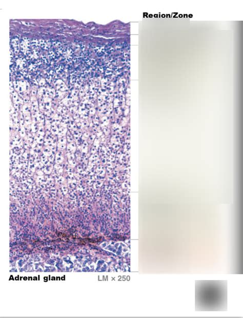 Adrenal Histology Diagram Quizlet