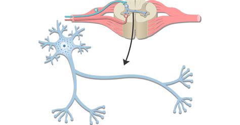 Parts Of A Neuron Labeled And Neuron Structure GetBodySmart
