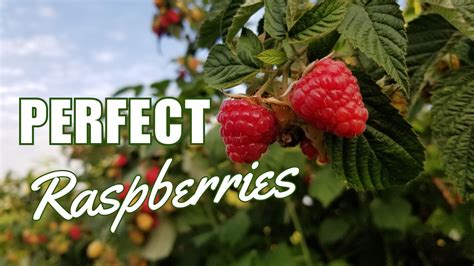 Berry Bonanza Grow The Best Raspberries From Planting To Harvest