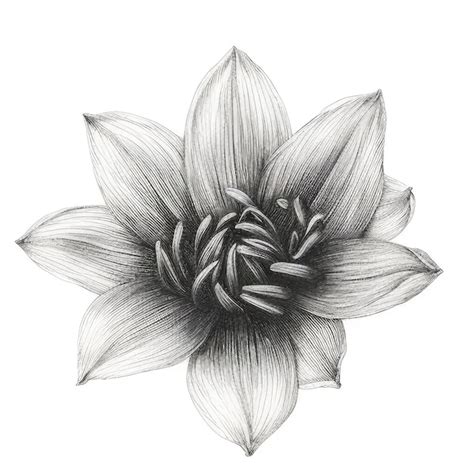 14000 Passion Flower Drawing Pictures
