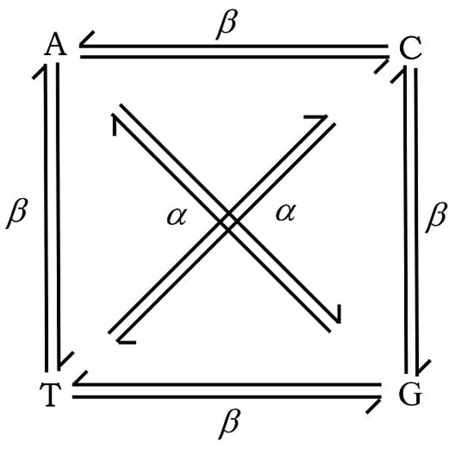 Substitution Mutation Definition Examples Types Biology Dictionary